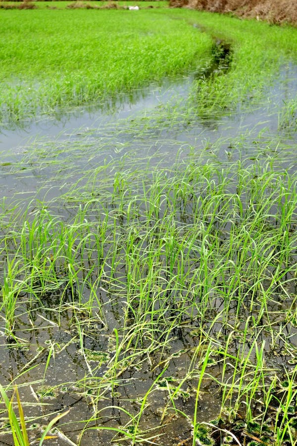 Rice Sprouts stock photo. Image of rice, grow, growing - 62074748