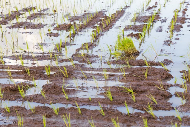 Rice sprouts stock image. Image of natural, planting - 49004207