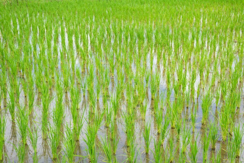 Rice Sprouts Plant Growth in Rice Field Stock Photo - Image of cloud ...
