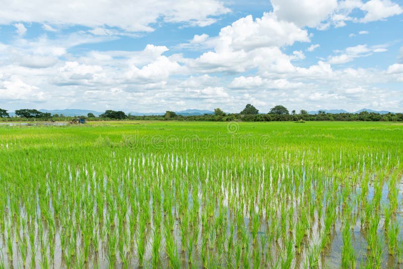 Rice Plant in Field. Kharif Crop, Himachal Pradesh, India Stock Photo ...