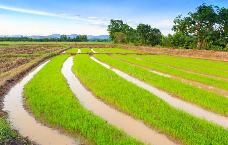 Rice sprouts plant stock image. Image of country, leaf - 32090165
