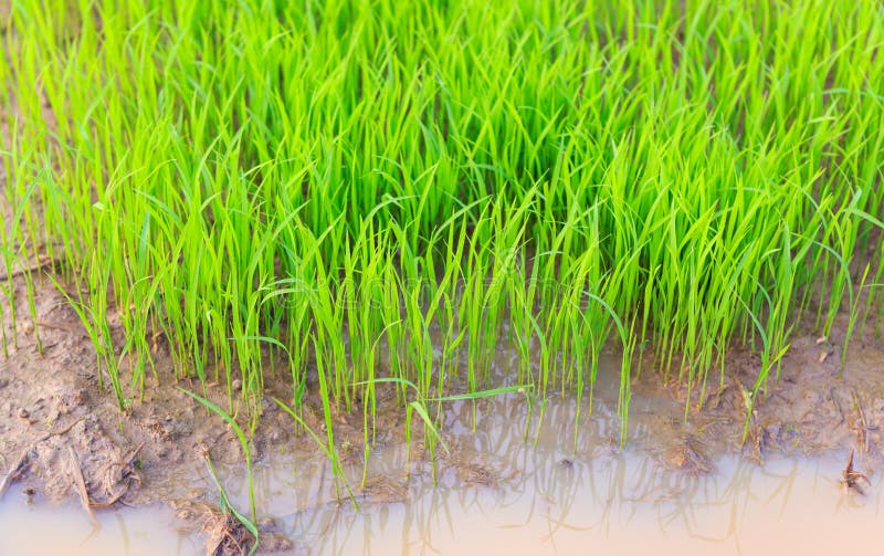 Rice sprouts plant stock image. Image of garden, agriculture - 32090213