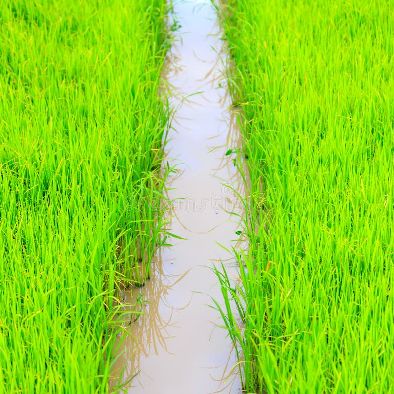 Rice sprouts plant stock image. Image of natural, agriculture - 32307747