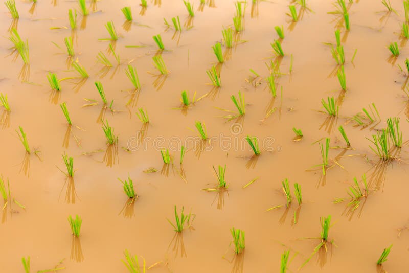 Rice sprouts plant stock image. Image of farm, fresh - 32307923