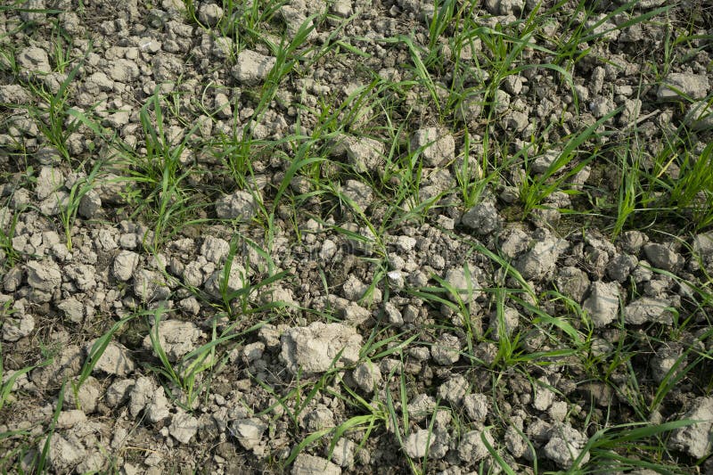 Rice sprouts in poor soil stock image. Image of global - 302883075