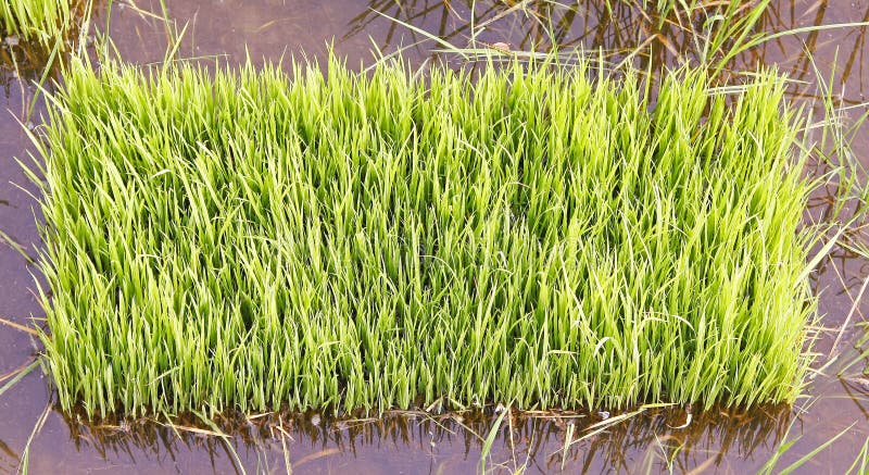 Rice sprouts stock image. Image of nature, grow, countryside - 32392513
