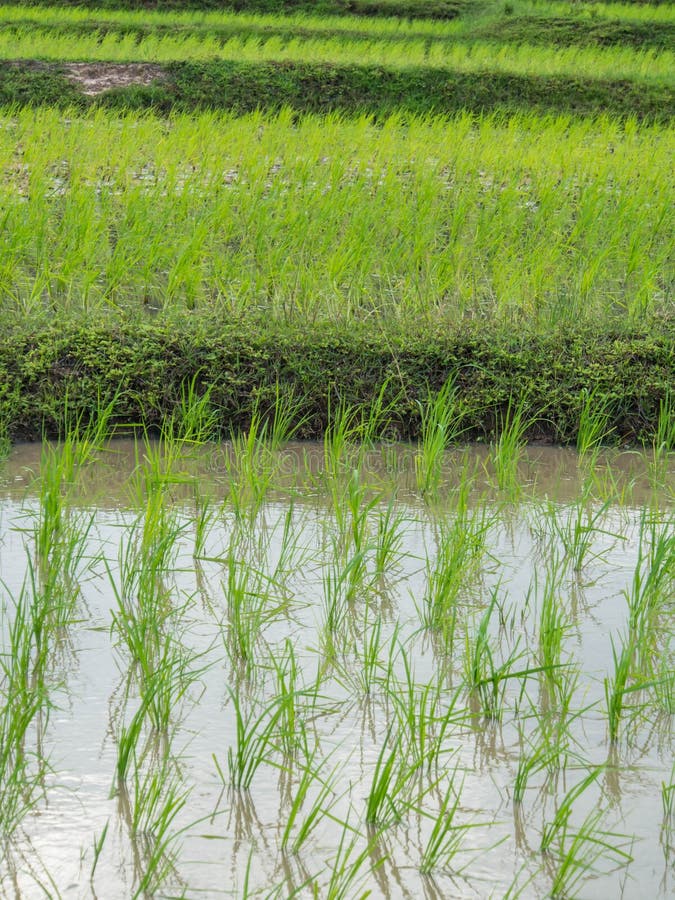 Rice sprouts stock photo. Image of farming, organic, grow - 57351064