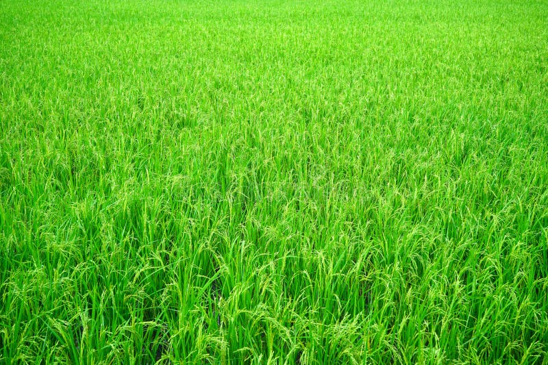 The Rice Sprouts are Sprouting Stock Photo - Image of golden, natural ...