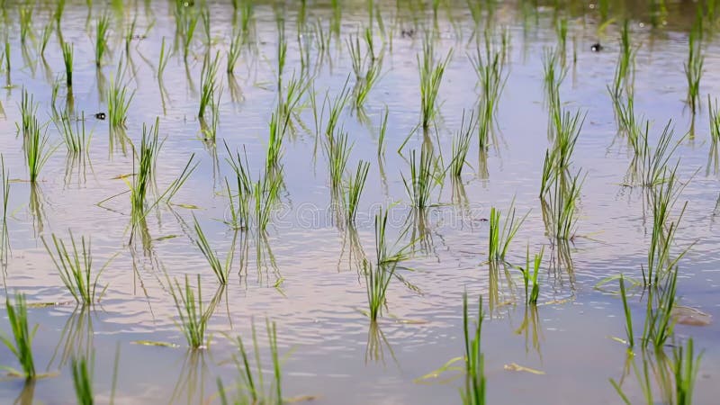 Young Rice Sprouts in Water, Young Rice Plants for Planting, Rice in ...