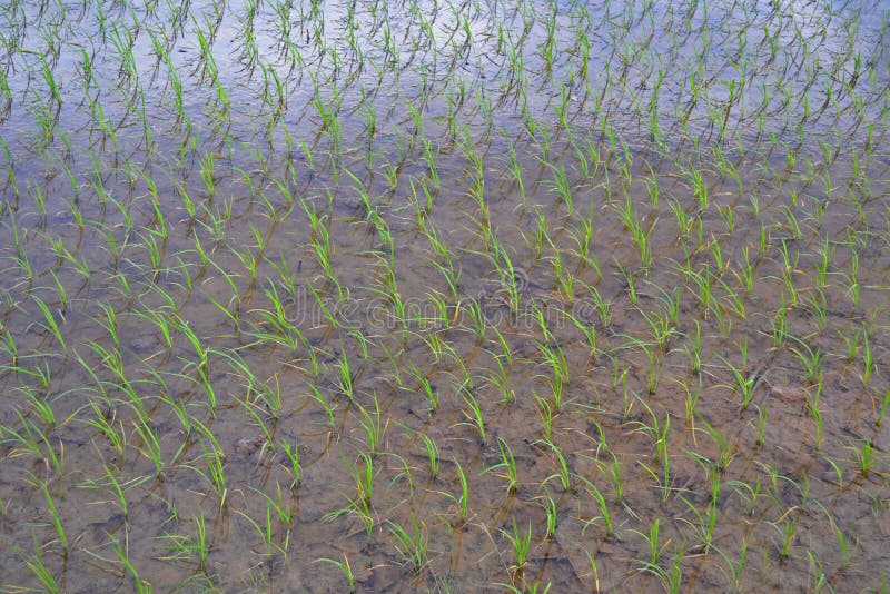 Rice sprouts stock image. Image of sprouts, wallpaper - 82321053