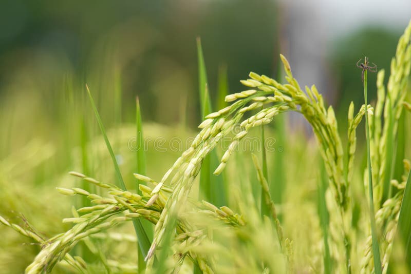 Rice Stalk stock photo. Image of stalk, field, plant - 12046284