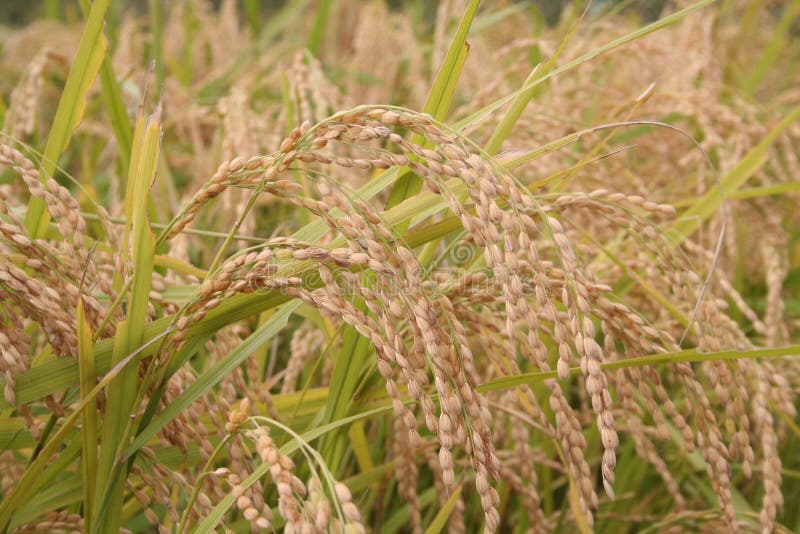 Rice stalks stock image. Image of farming, plants, grow - 615965