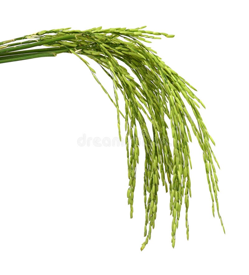 Rice Stalks on White Backgroundd Stock Photo - Image of yellow, rice ...