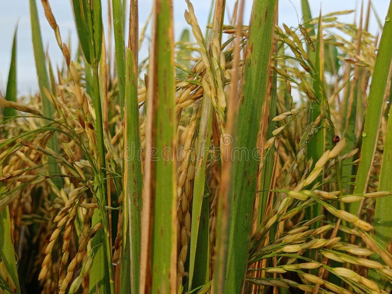 Rice is the Staple Food and Raw Material before it Becomes Rice Stock ...