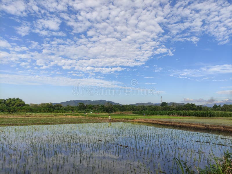 Rice Started To Grow in the Morning Stock Photo - Image of tree, nature ...