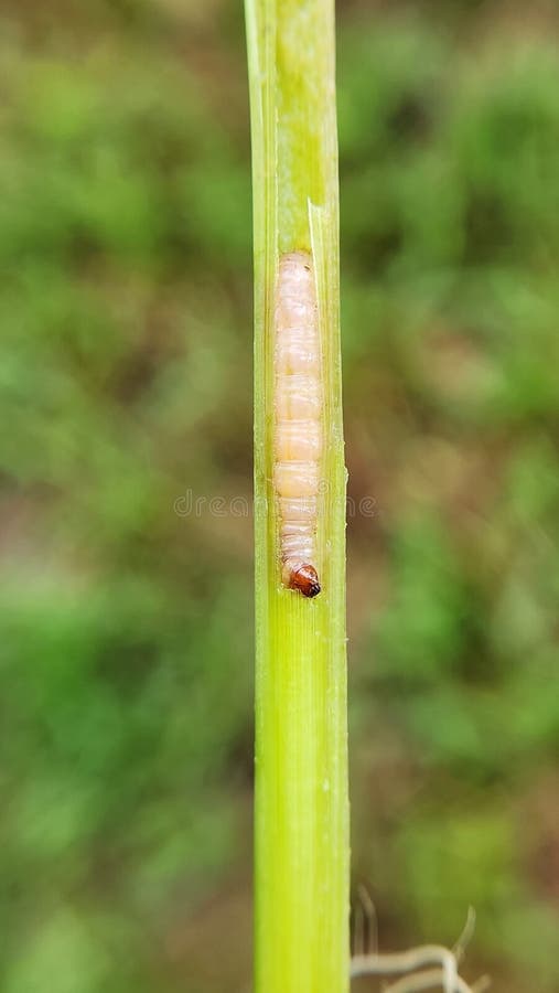 Rice Stem Borer Larvae Attack Inside of Rice Stem . Stock Image - Image ...