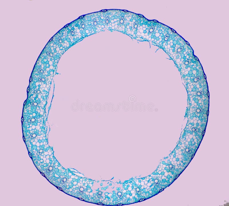 Rice stem LP stock photo. Image of cross, rice, stem - 17028398