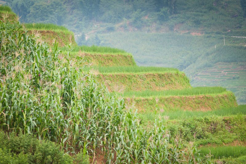 Rice Step Terrace in Vietnam Stock Photo - Image of rice, green: 26806966