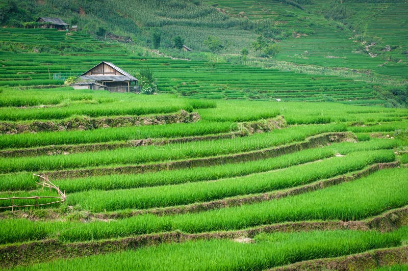 Rice Step Terrace in Vietnam Stock Image - Image of outdoor, growing ...