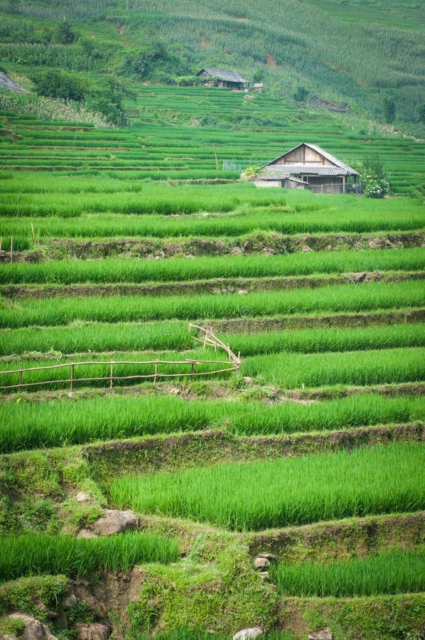 Rice Step Terrace in Vietnam Stock Image - Image of harvest, grow: 26807465