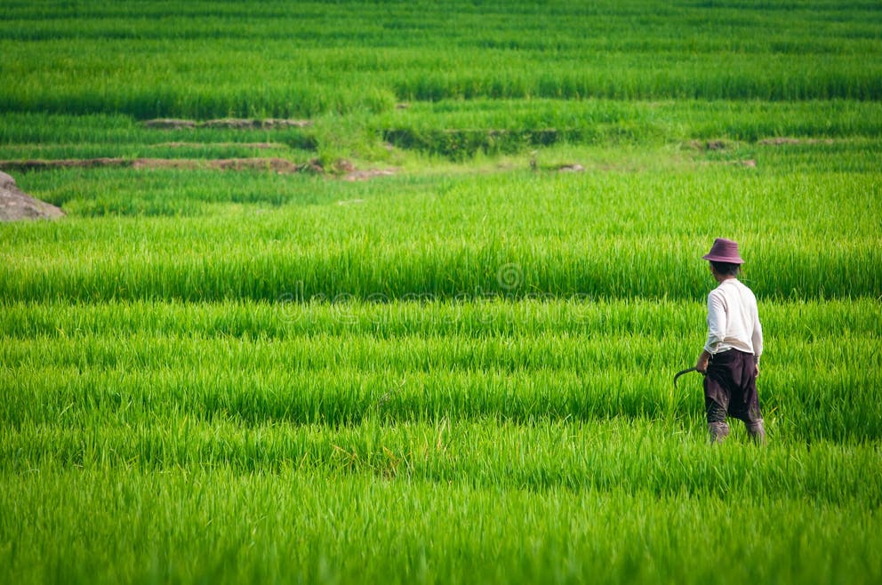 Rice Step Terrace in Vietnam Editorial Stock Image - Image of ...