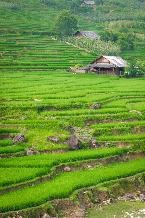 Rice Step Terrace in Vietnam Stock Image - Image of plant, crop: 26807547