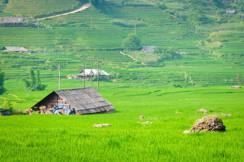 Rice Step Terrace in Vietnam Stock Image - Image of pattern, food: 26807629