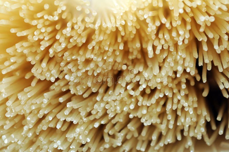 Dry Rice Stick Noodle Stock Photos - Free & Royalty-Free Stock Photos ...