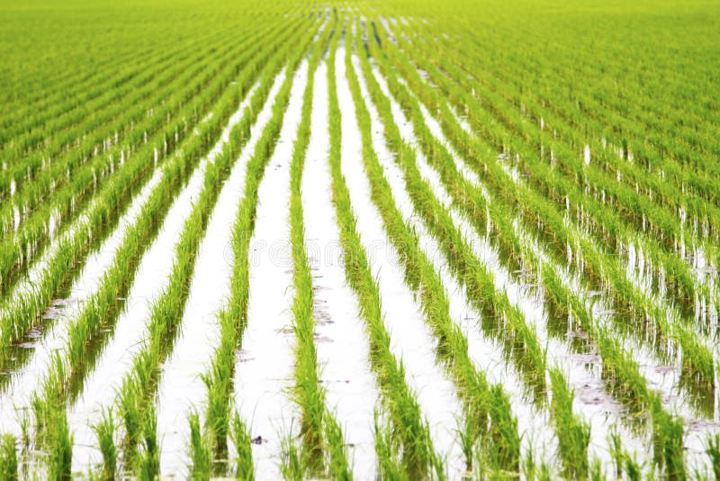 Rice stock photo. Image of country, chaff, grower, agriculturist - 82156710