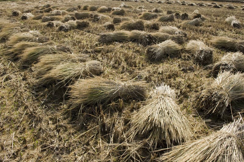Rice straw stock photo. Image of healthy, long, work - 17072162