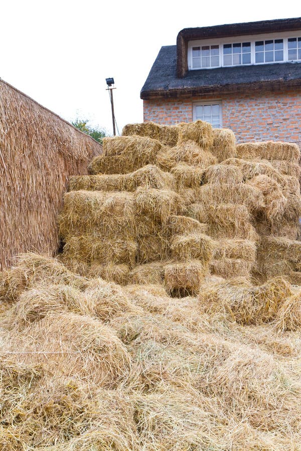 Rice straw stock image. Image of country, grass, rice - 35557569