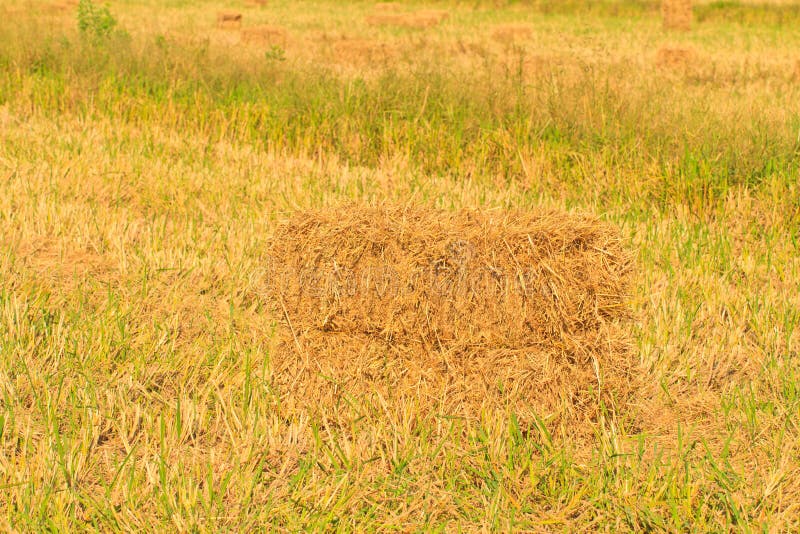 Rice straw stock image. Image of crop, background, natural - 28908011