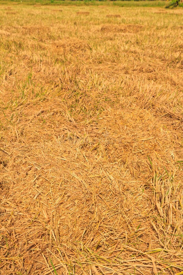 Rice straw stock image. Image of outdoor, field, pile - 28908365