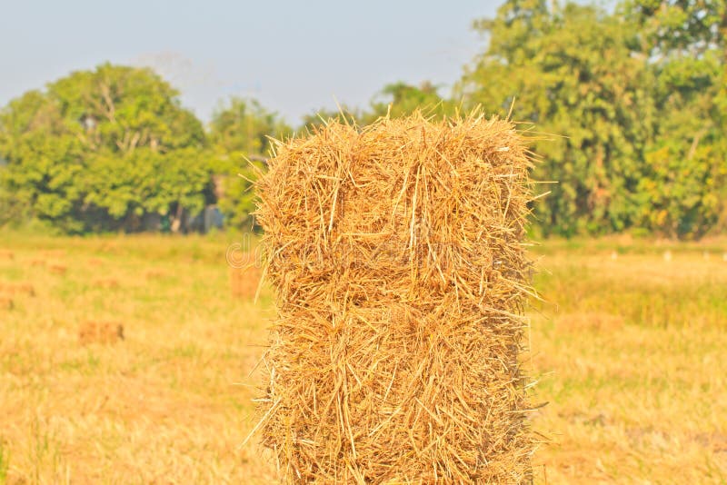 Rice straw stock photo. Image of farming, scenery, country - 28981838