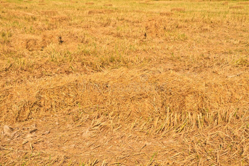 Rice straw stock image. Image of building, scenery, grow - 28981847