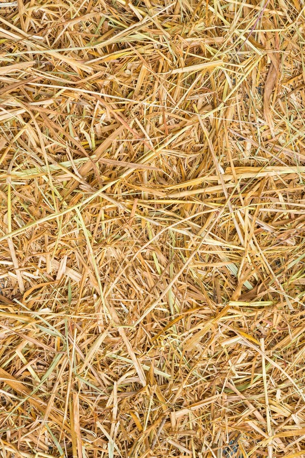 Rice straw bales stock image. Image of farmland, outdoor - 28790745