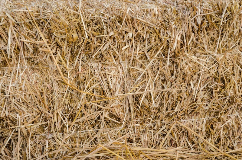 Rice straw background stock photo. Image of rural, feed - 109251930
