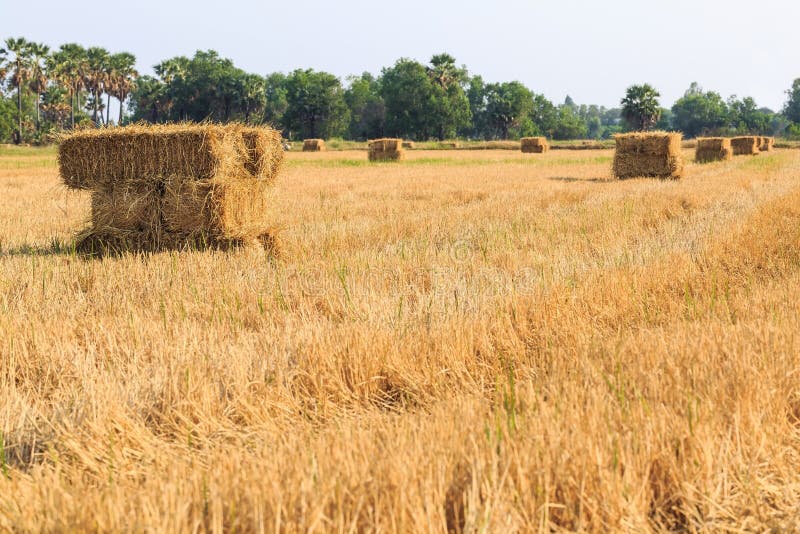 Rice straw bale stock photo. Image of crop, landscape - 71571904