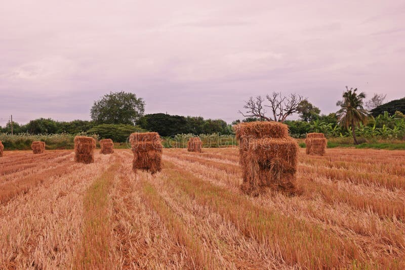 Rice Straw Collected from Harvested Rice Field Stock Image - Image of ...