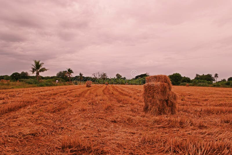 Rice Straw Soil Mulching To Prevent Weed Germinate and Keep Moisture ...
