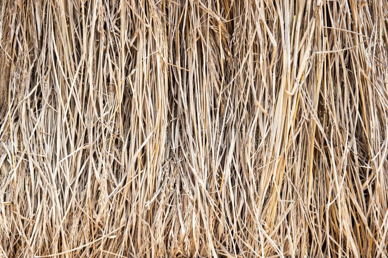 Rice straw stock photo. Image of farmland, plant, feed - 67258940