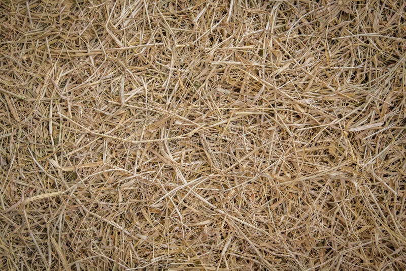 Rice Straw Dry Straw Yellow Dry Straw Grass Background. Stock Image ...