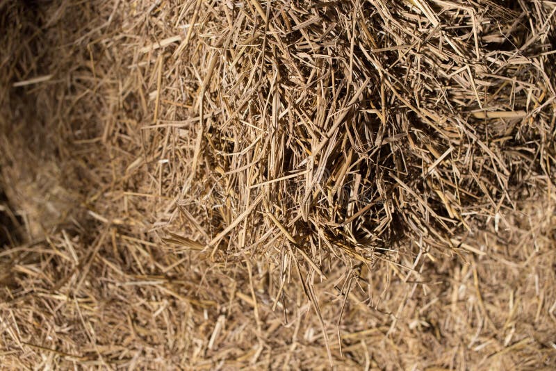 Rice straw stock image. Image of background, farm, copy - 56070567