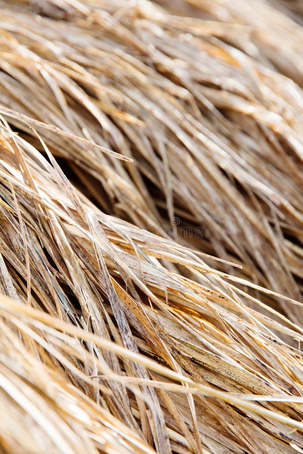 Rice straw in farm stock photo. Image of backgrounds - 45368632