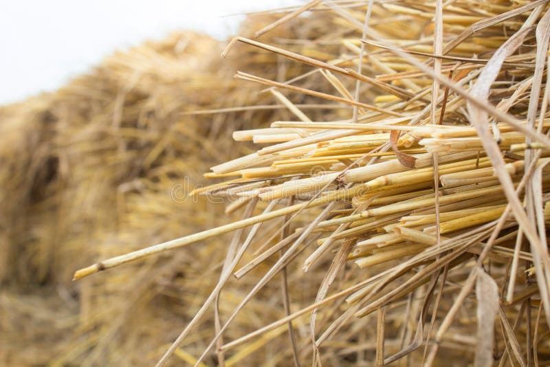 Rice straw stock photo. Image of reap, cornfield, straw - 35631828