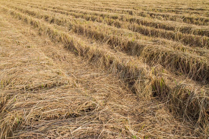 Rice Straw in the Fields after Harvest Stock Image - Image of plant ...