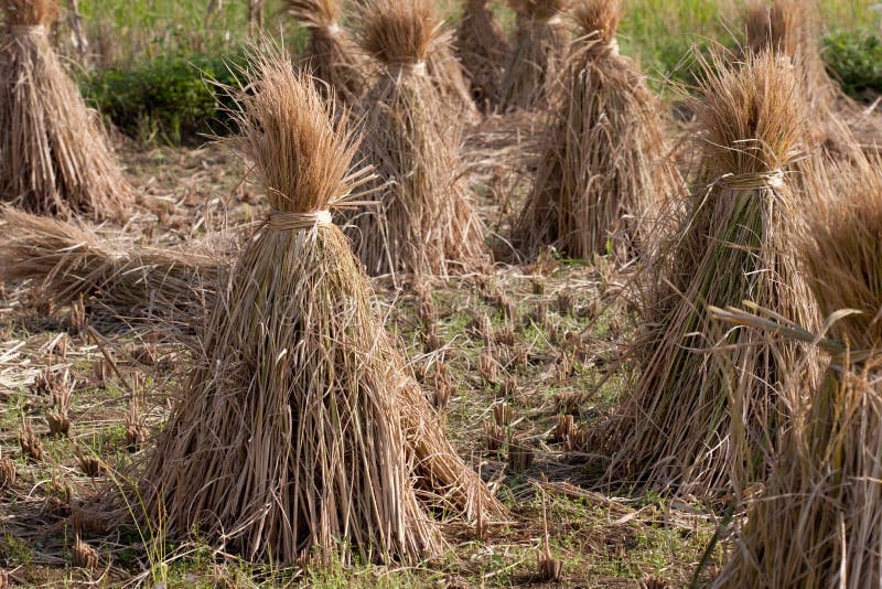 Rice straw filed stock photo. Image of countryside, farm - 21276308