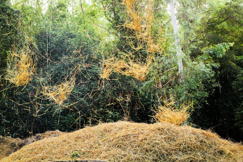 Rice straw, grain rice stock photo. Image of farm, haystack - 104454910