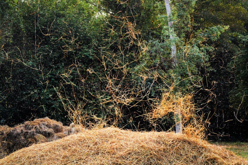 Rice straw, grain rice stock photo. Image of haystack - 104455206