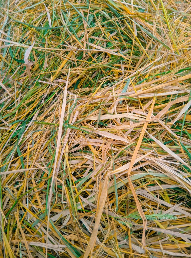 Rice Straw after Harvest for Animal Feed Stock Image - Image of straw ...